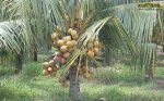Foodslord | History of Coconut, Where do Coconuts come from?