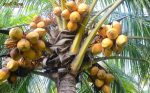 Foodslord | History of Coconut, Where do Coconuts come from?