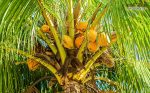 Foodslord | History of Coconut, Where do Coconuts come from?