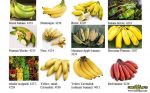 Foodslord | What is the meaning of PLU codes on fruits and vegetables?