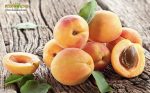 Foodslord | History of apricots and its different types | Dried Fruit