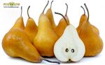 Foodslord | History of pear fruit and its different varieties