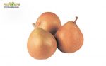Foodslord | History of pear fruit and its different varieties